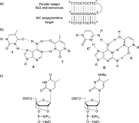 Figure A Structure Of The Triplex Studied B Tat And C þ Gc