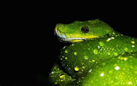 How To Install The Exact Python Version On Ubuntu Windows WSL