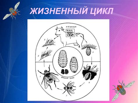 Медицинское и эпидемиологическое значение Семейство Oestridae