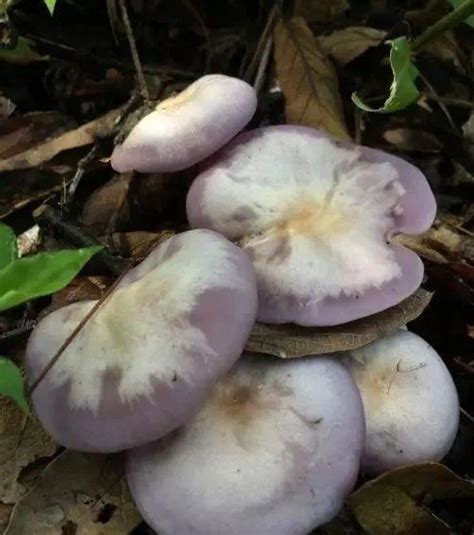 美味又营养保健的花脸香蘑 财经头条