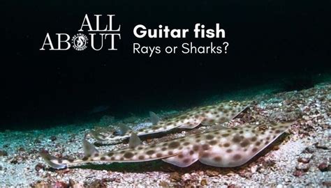 Guitar Fish Rays Or Shark Diving Liveaboard In Thailand And Myanmar