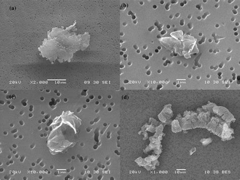 Graphene Sem Images From Collected Samples Download Scientific Diagram Graphene Sem Images From Collected Samples Download Scientific Diagram
