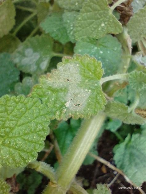 Labiate Powdery Mildew From Ashford Tn23 Uk On March 7 2024 At 0251