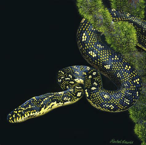 Diamond Python Painting By Rachel Lewis Fine Art America
