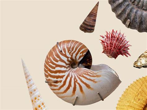 Spiral Shell Mollusc