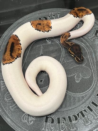 cypress pied ball python by hub city koi and reptiles