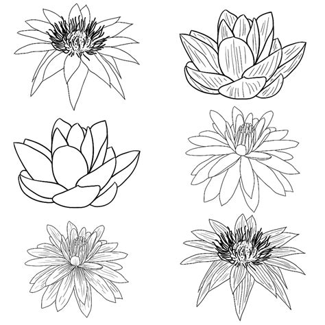 동양 연꽃 꽃 벡터 일러스트 레이 션 백합 벡터 중국 Png 일러스트 및 벡터 에 대한 무료 다운로드 Pngtree