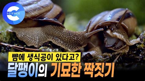 자웅동체인데 왜 짝짓기를 할까 🐌 동양달팽이 신비한 자연의 세계 Youtube