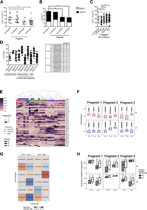 B Cell Clonal Evolution And Subset Transition Analysis In Pregnant