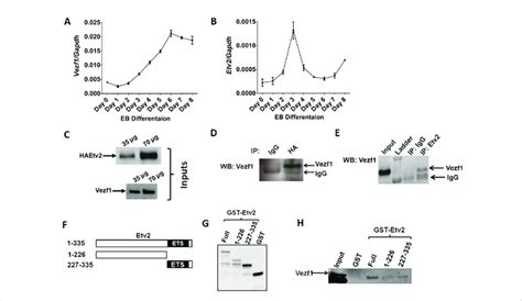 Expression Pattern And Interaction Of Vezf1 And Etv2 During Embryoid
