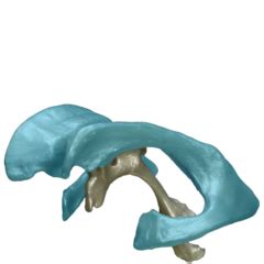 A P Lab Exam 4 Cerebral Spinal Fluid CSF Flow On Brain Quizlet