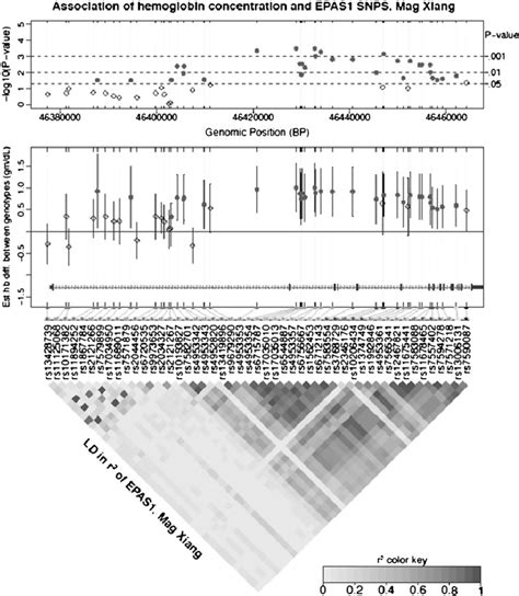 Sex Adjusted Hemoglobin Concentrations And Allelic Variation In Epas1