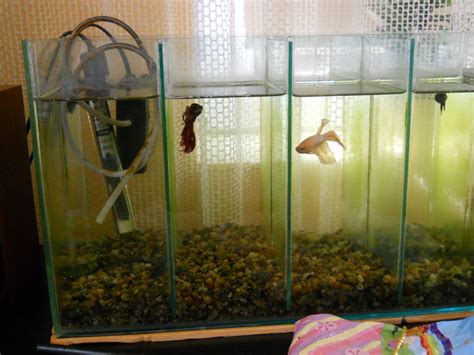 Betta Splendens Zburatorivisiniiromanesti