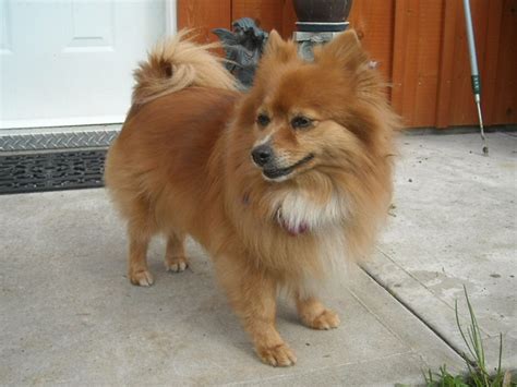 Poshie Pomeranian X Sheltie Mix Info Temperament Training Puppies