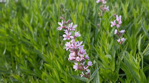Gärtner Graf Academy Gärtner Graf Academy