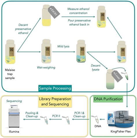 Schematic Workflow Of Favis Metabarcoding Protocol Comprising Three