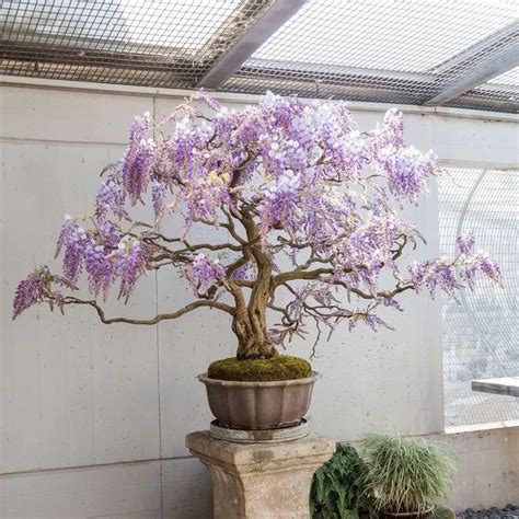 Wisteria Seeds Wisteria Bonsai Wisteria Spp Essential Growth Tips