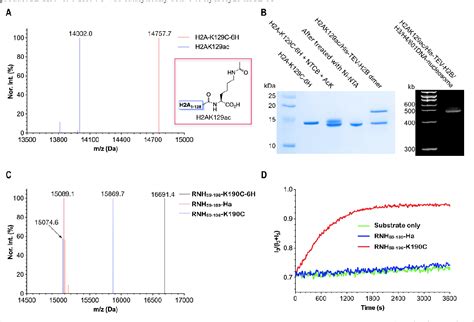 Figure 4 From Expressed Protein Ligation Without Intein Semantic Scholar