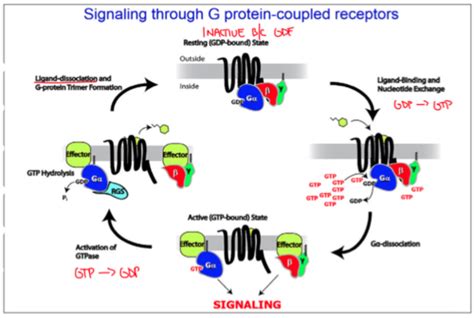 Signal Transduction Flashcards Quizlet
