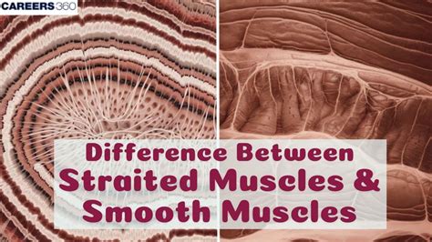 Difference Between Striated Muscles And Smooth Muscles