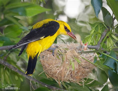 Pirol Bilder, Pirol Fotos | NaturFoto