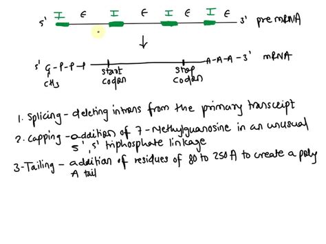 Solved What Are The Three Processing Steps That Are Required To Convert A Pre Mrna Into A
