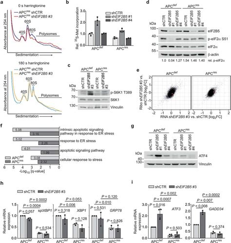 EIF B Depletion Induces An ISR A Polysome Profiling Of Download Scientific Diagram