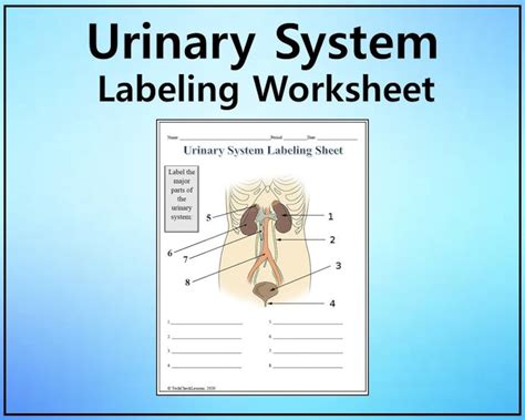 Urinary System Labeling Worksheet Science Editable Digital Download Etsy