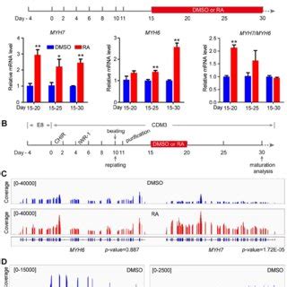 RA Promotes RNA Isoform Switch To The Maturation Related Form A Download Scientific Diagram