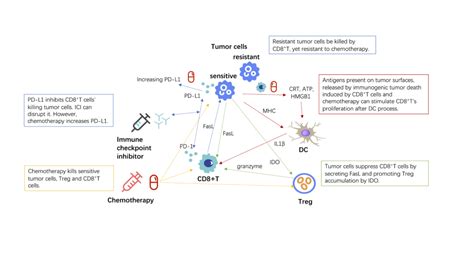 Revolutionizing Cancer Treatment With Ai And Mathematical Modeling Hku Musketeers Foundation