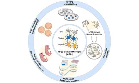 Articles Ageing And Neurodegenerative Diseases Oae