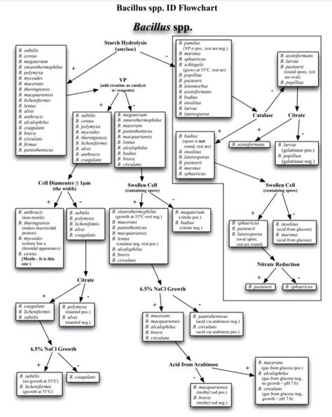 Bergeys Manual Bacterial Identification Flow Charts
