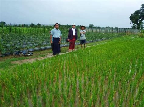 မိုးအဆက်မပြတ် ရွာသွန်းမှုကြောင့် မျိုးစေ့ထုတ်စပါးခင်းများ ပျက်စီးဆုံးရ