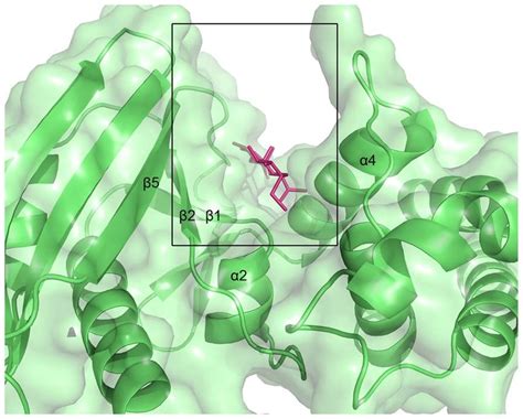 Putative Substrate Binding Site Of Jhp933 Ribbon Diagram And Surface