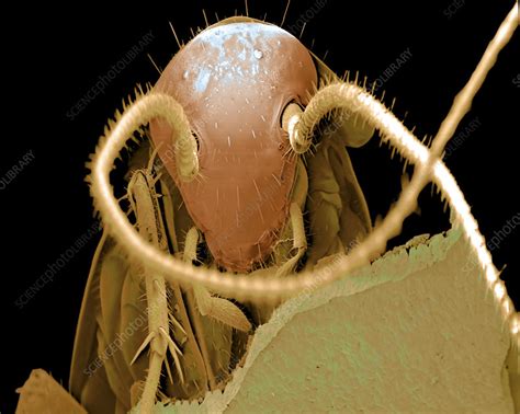 Head Of A German Cockroach Blattella Germanica Stock Image Z275