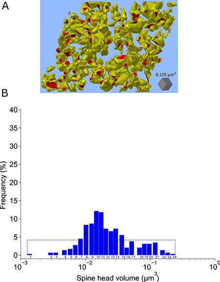 Synaptic Information Storage Capacity Measured With Information Theory Neural Computation