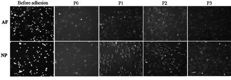 The Morphology Of The Af Cells And Np Cells Grown In The Monolayer