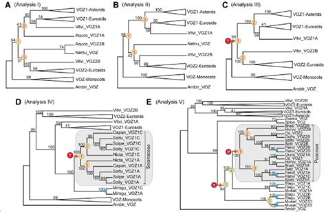 duplication events inferred from maximum likelihood phylogenies