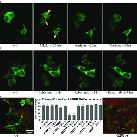 Localization Of The Lrrk2 G2019s Mutant And Lrrk2 Rckw Variants A Download Scientific