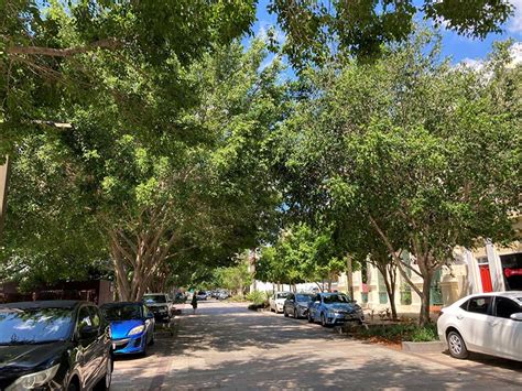 Council Commits To Increasing The Regions Tree Canopy And Vegetation I Australian Rural