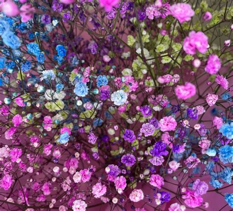 Gipsofilijų Puokštės