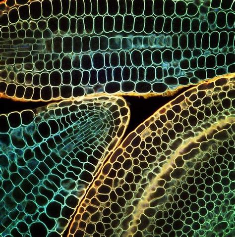 Microscopic Patterns In Nature