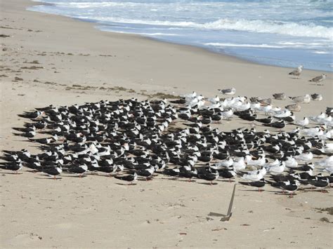 Sebastian Sea Turtle Nesting Season Runs From March 1 October 31
