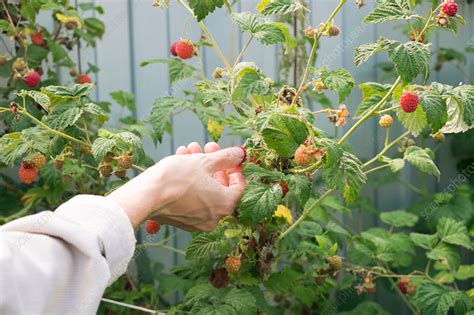 Woman Picking Raspberry From Raspberry Plant Stock Image F017 8437