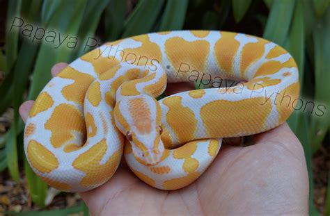 Albino Burmese Python Hatchling Brianmartinson