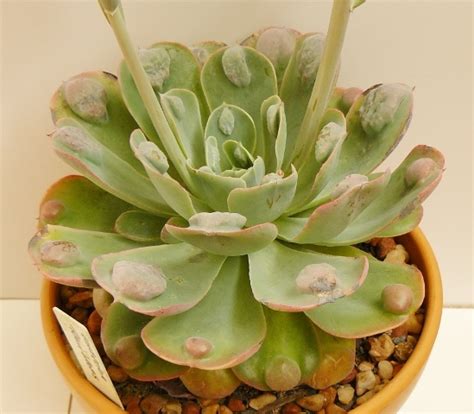 Echeverias In Oz Echeveria