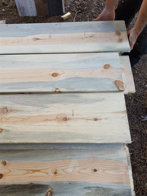 Beetle Kill Blue Pine Disappointment