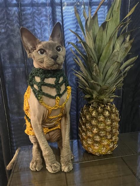 The Pineapple Princess R Sphynx