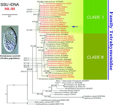 maximum likelihood ml tree inferred from small subunit rrna gene