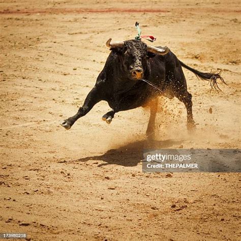 Bull Fight Bull Fighting Photos And Premium High Res Pictures Getty Images